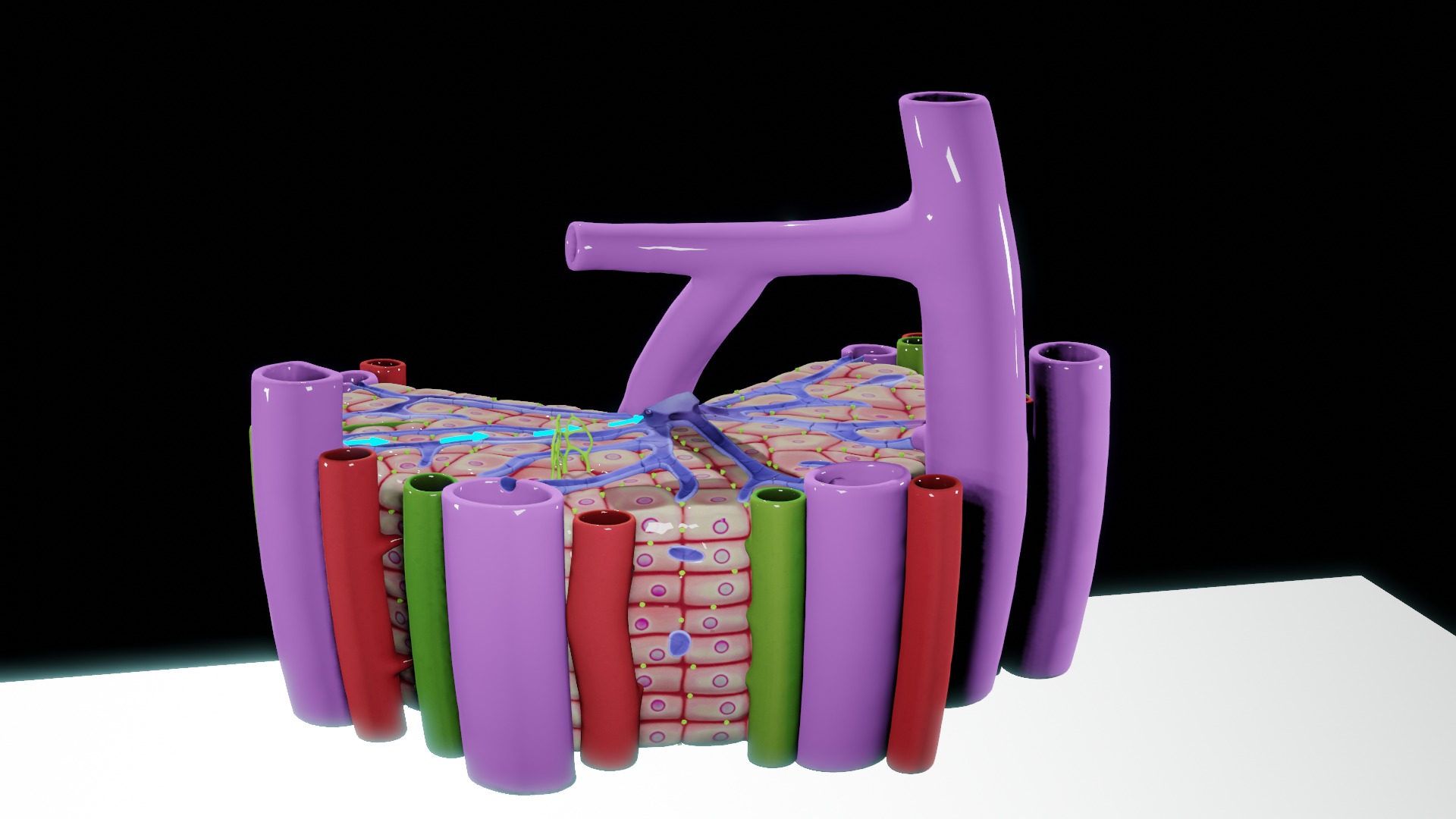 3D Printable Microscopic Anatomy of Liver - Textured 3D model 3D ...