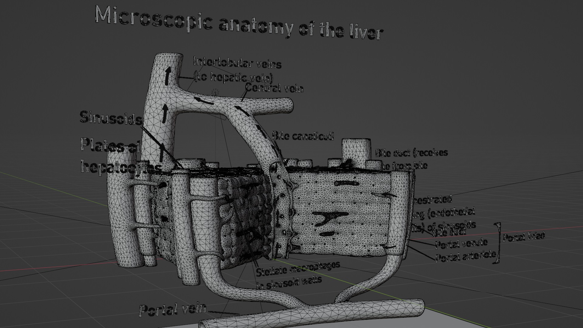 3D Printable Microscopic Anatomy of Liver - Textured 3D model 3D ...