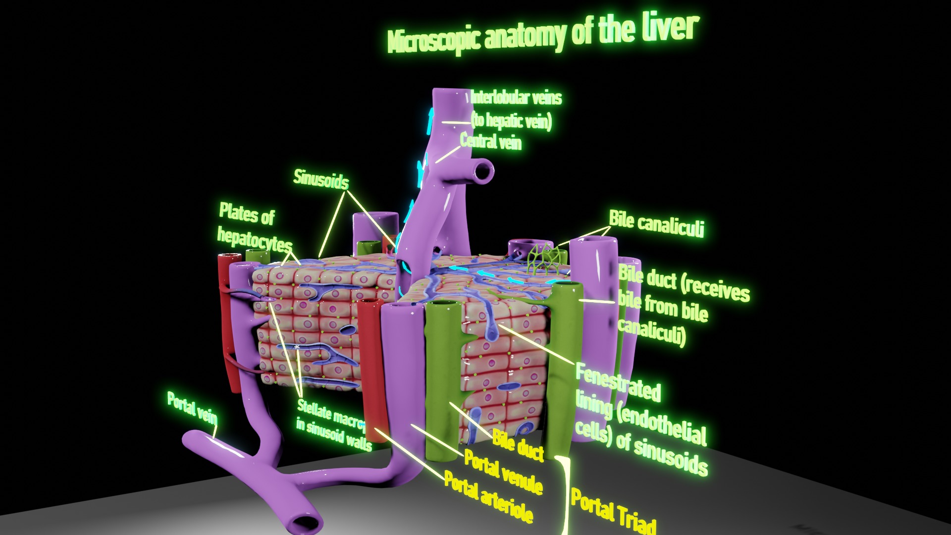 3D Printable Microscopic Anatomy of Liver - Textured 3D model 3D ...
