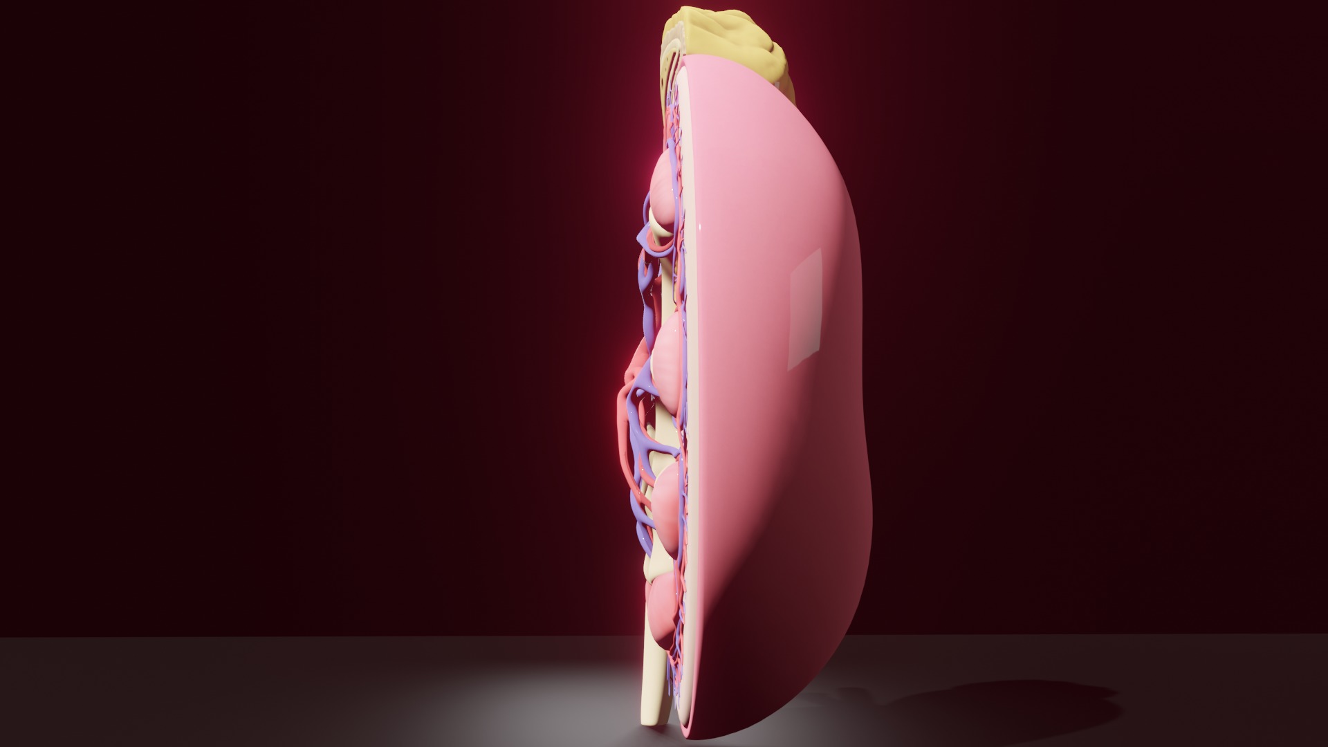 3D Printable Human Kidney Anatomy Cross-Section - Fully Textured 3D ...