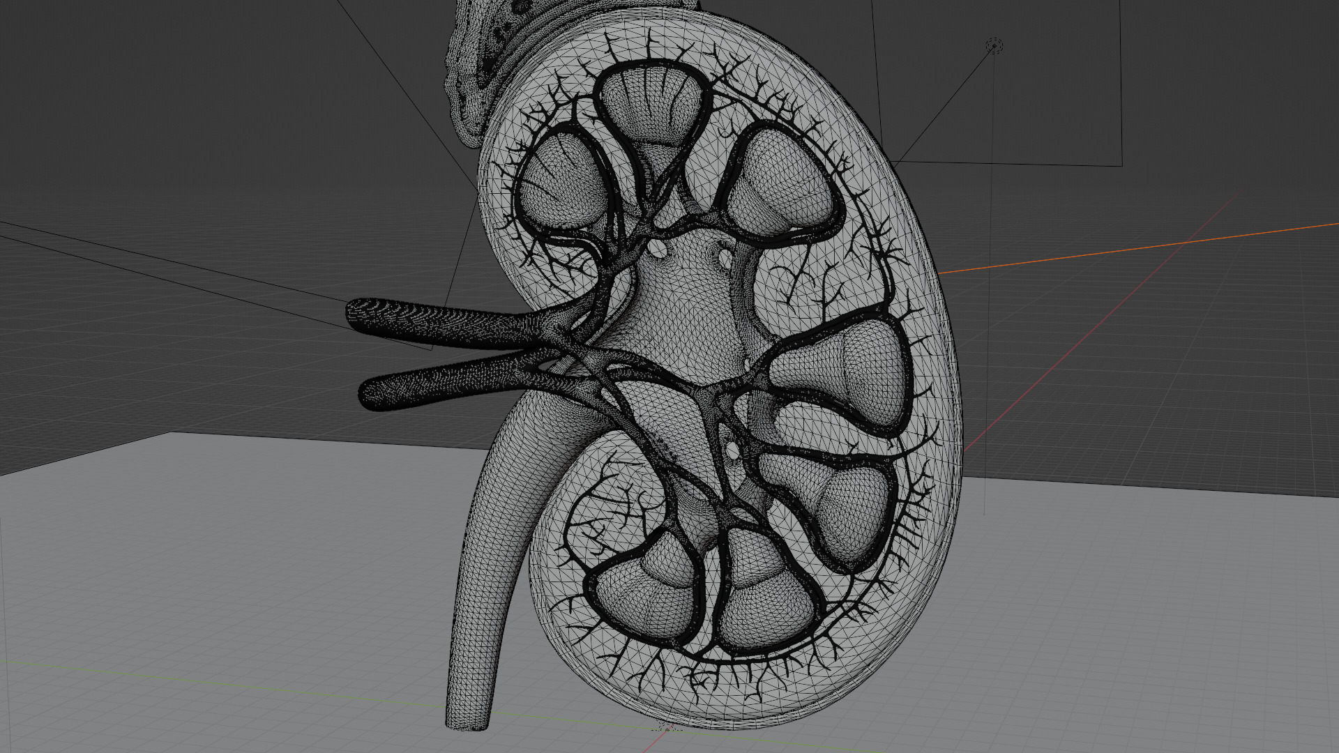 3D Printable Human Kidney Anatomy Cross-Section - Fully Textured 3D ...