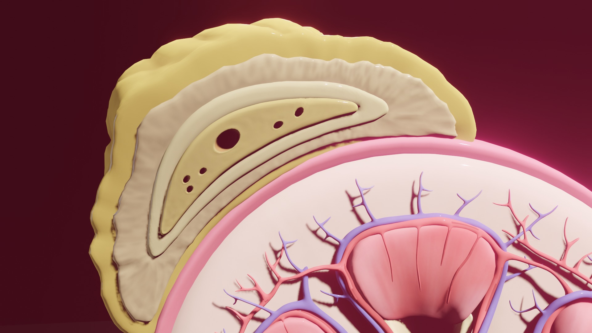 3D Printable Human Kidney Anatomy Cross-Section - Fully Textured 3D ...