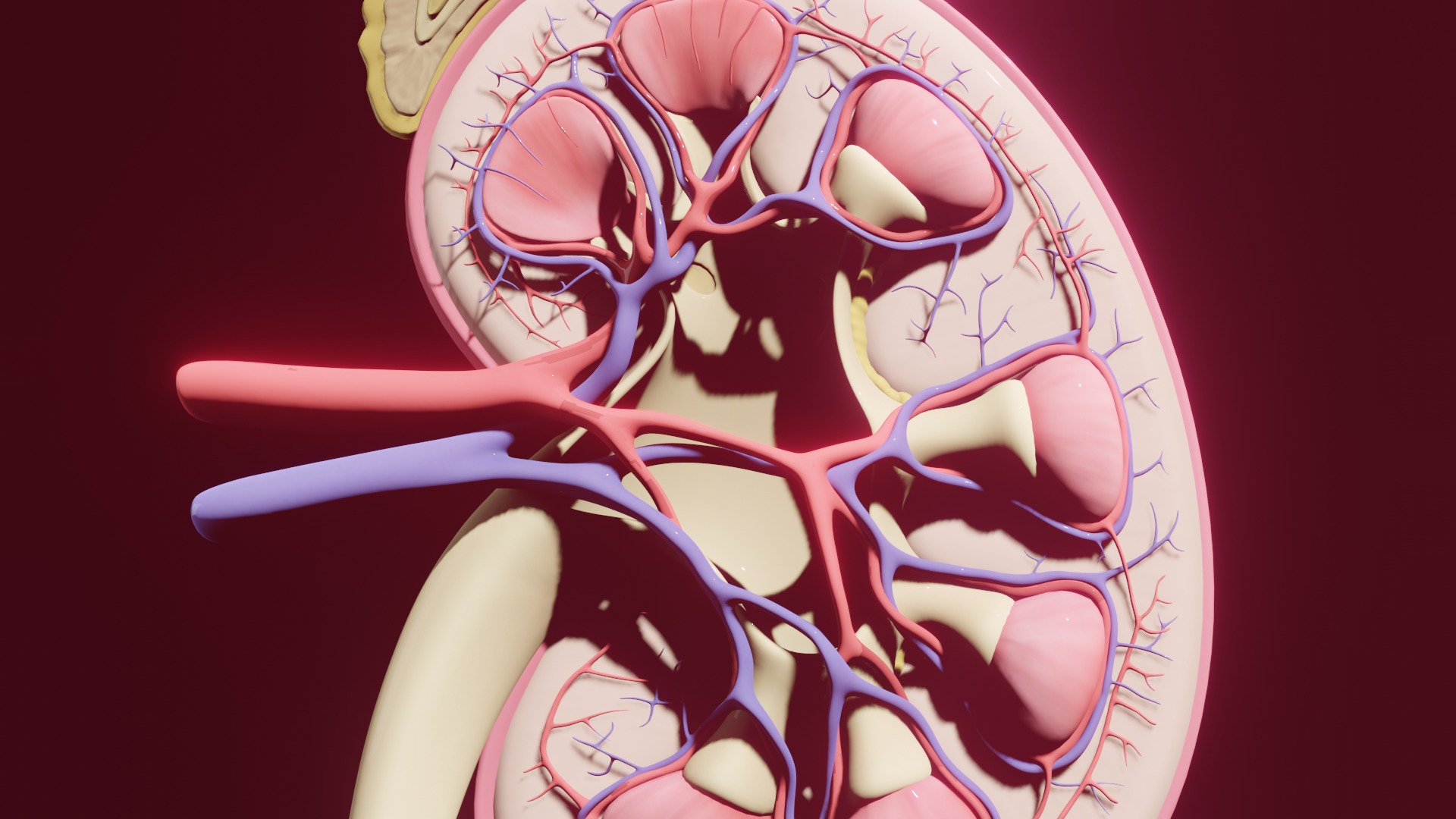 3D Printable Human Kidney Anatomy Cross-Section - Fully Textured 3D ...
