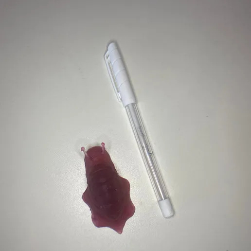 Slug Tibia Creature free 3D model 3D printable | CGTrader