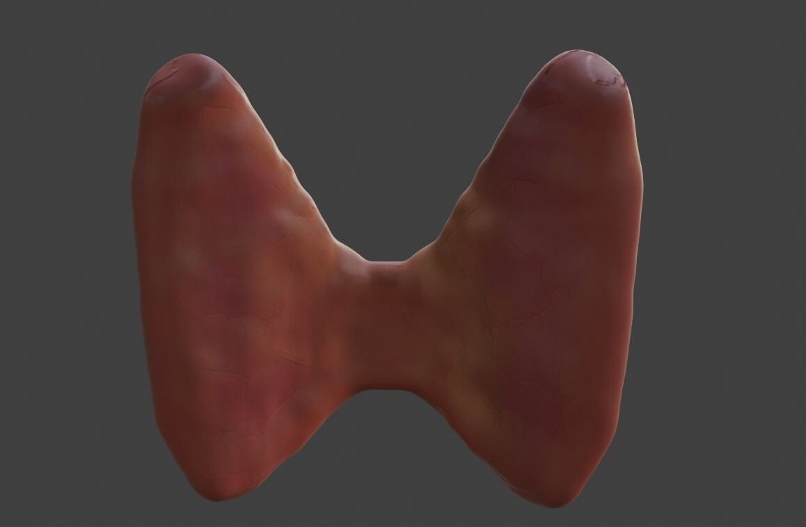 3D Model of Thyroid Gland 3D model 3D printable | CGTrader