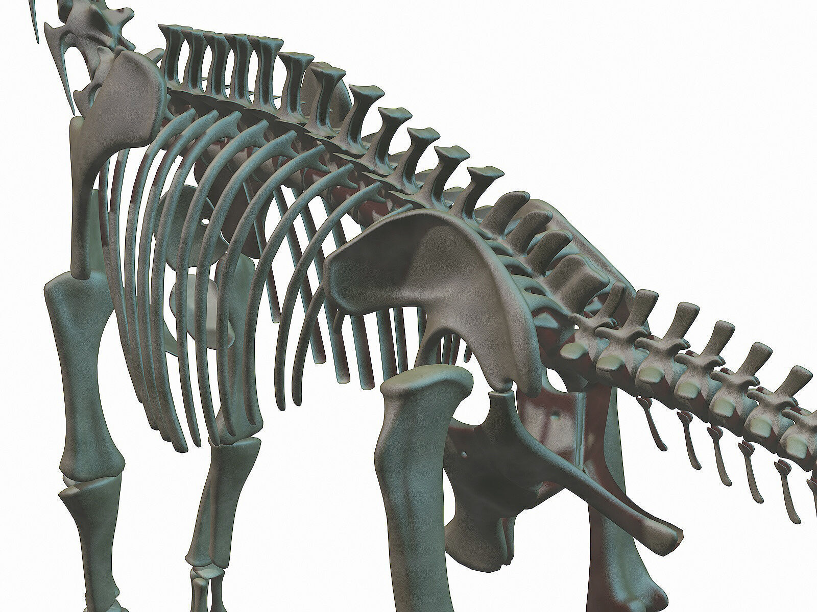 3D model Brachiosaurus Skeleton 3D model VR / AR / low-poly | CGTrader