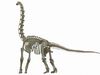 3D model Brachiosaurus Skeleton 3D model VR / AR / low-poly | CGTrader