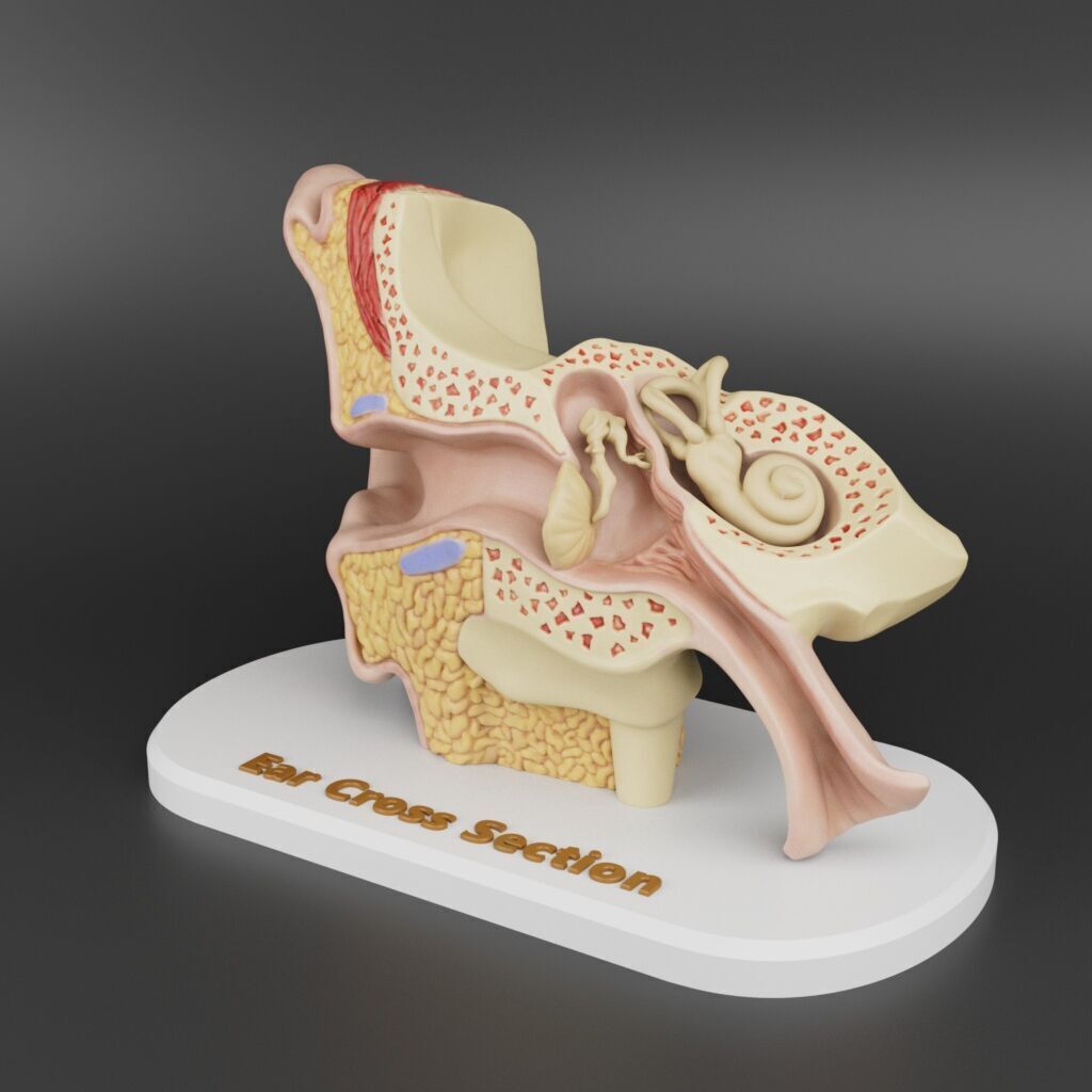 Anatomy of the Ear A Cross-Sectional 3D Print for Education 3D model 3D ...