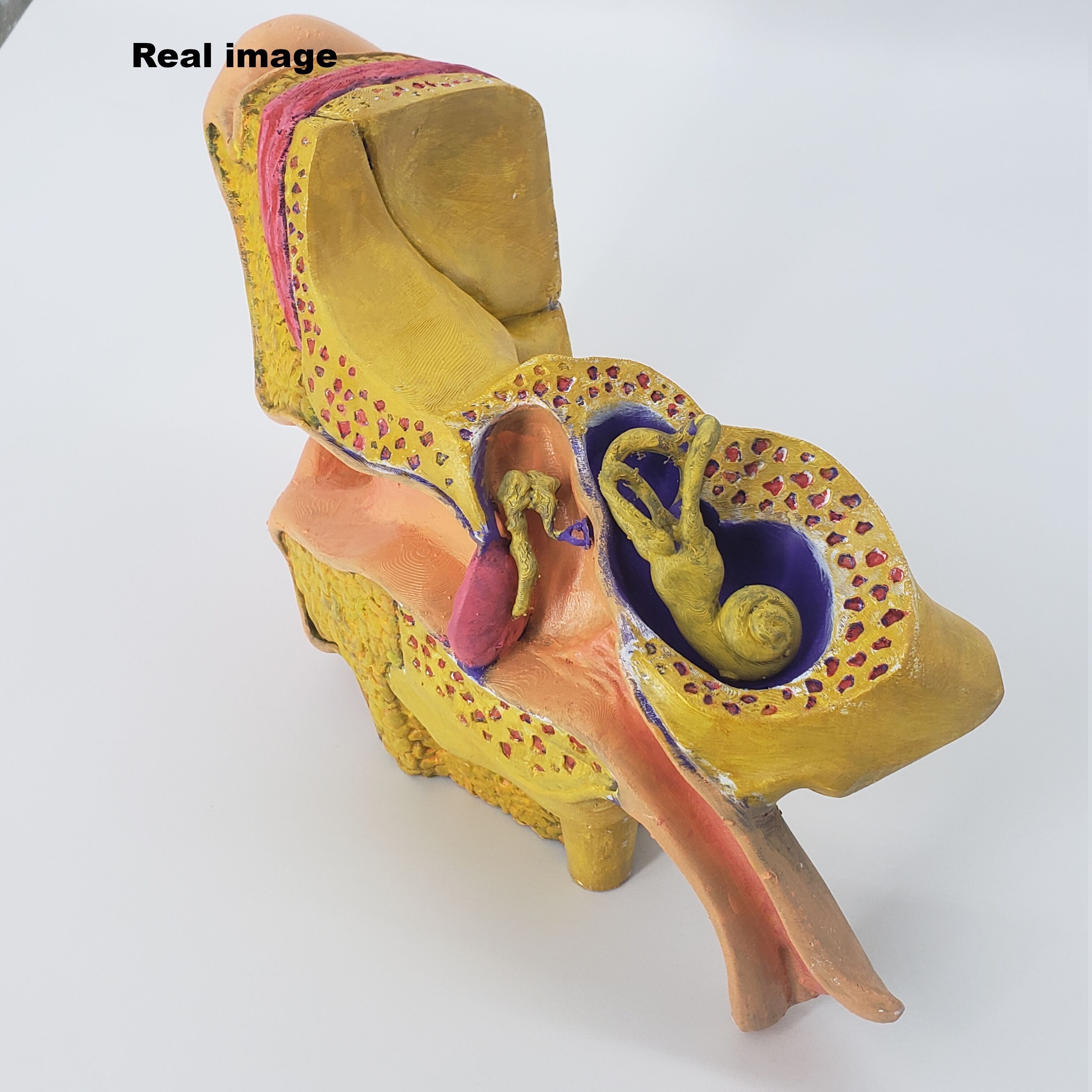 Anatomy of the Ear A Cross-Sectional 3D Print for Education 3D model 3D ...