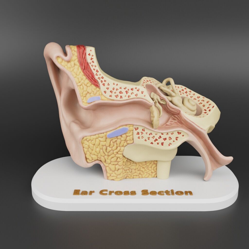 Anatomy of the Ear A Cross-Sectional 3D Print for Education 3D model 3D ...