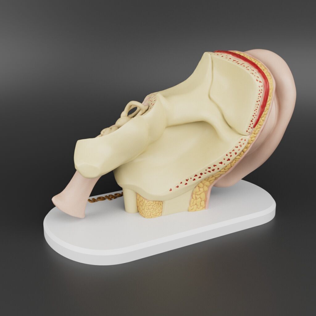 Anatomy of the Ear A Cross-Sectional 3D Print for Education 3D model 3D ...