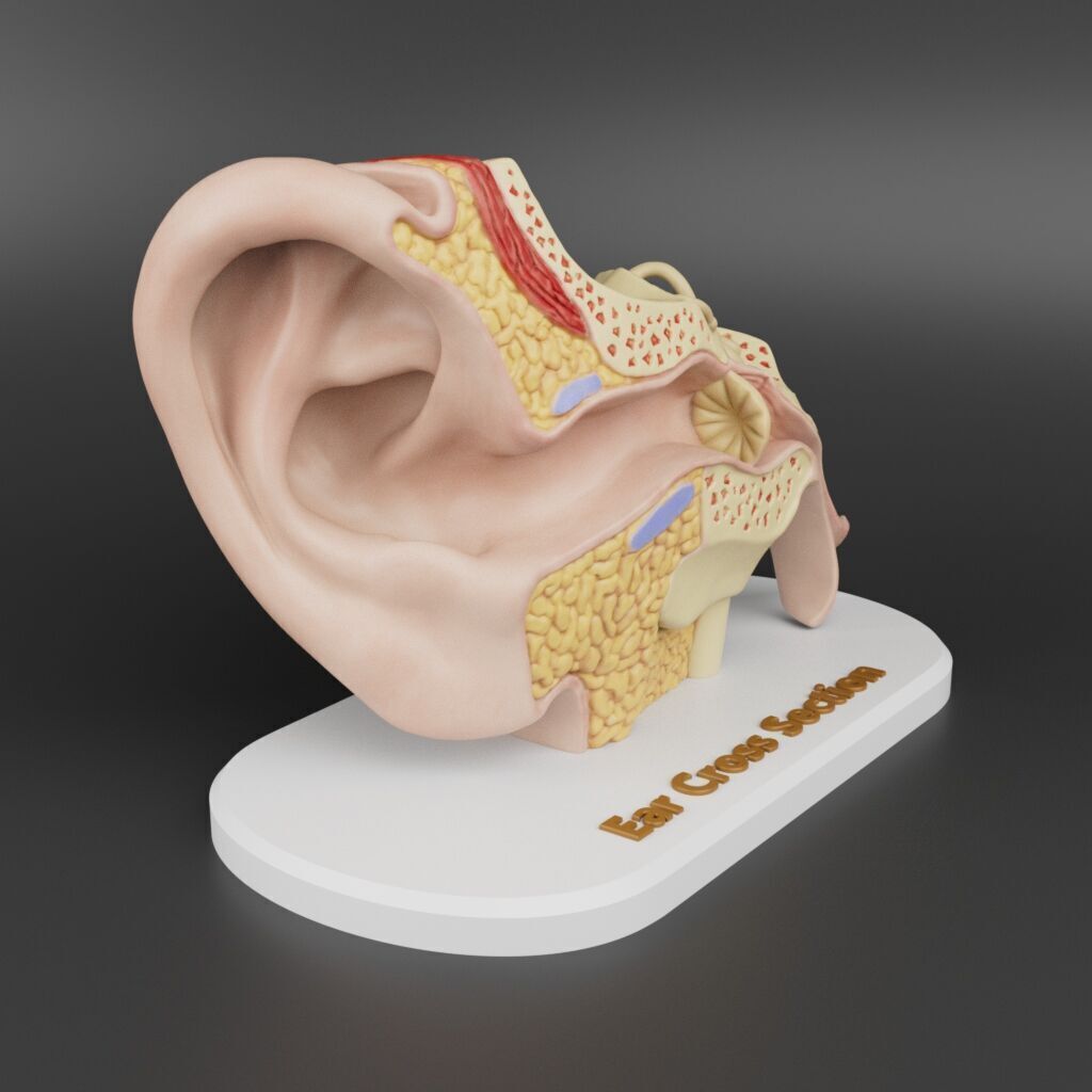 Anatomy of the Ear A Cross-Sectional 3D Print for Education 3D model 3D ...