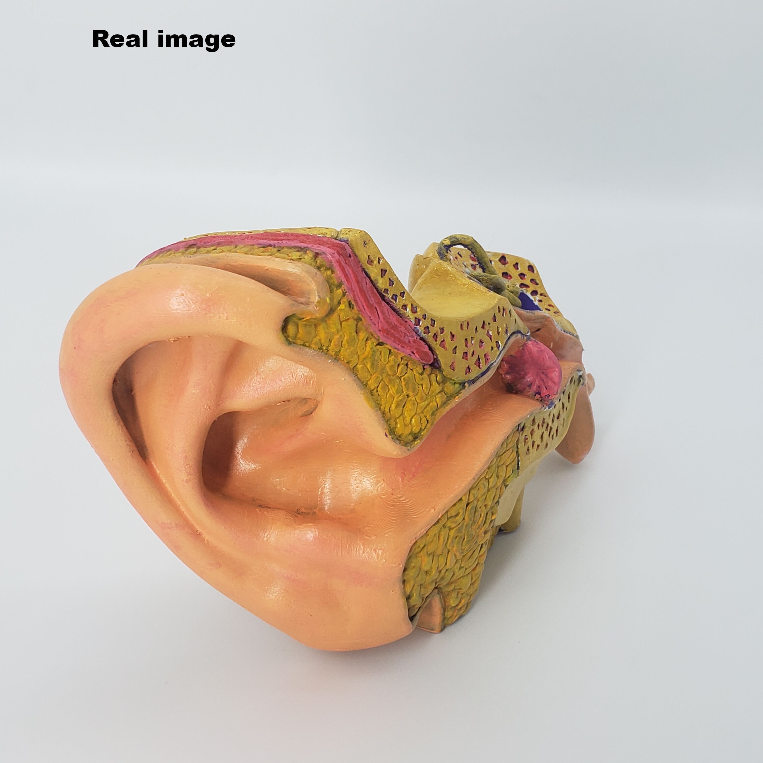 Anatomy of the Ear A Cross-Sectional 3D Print for Education 3D model 3D ...