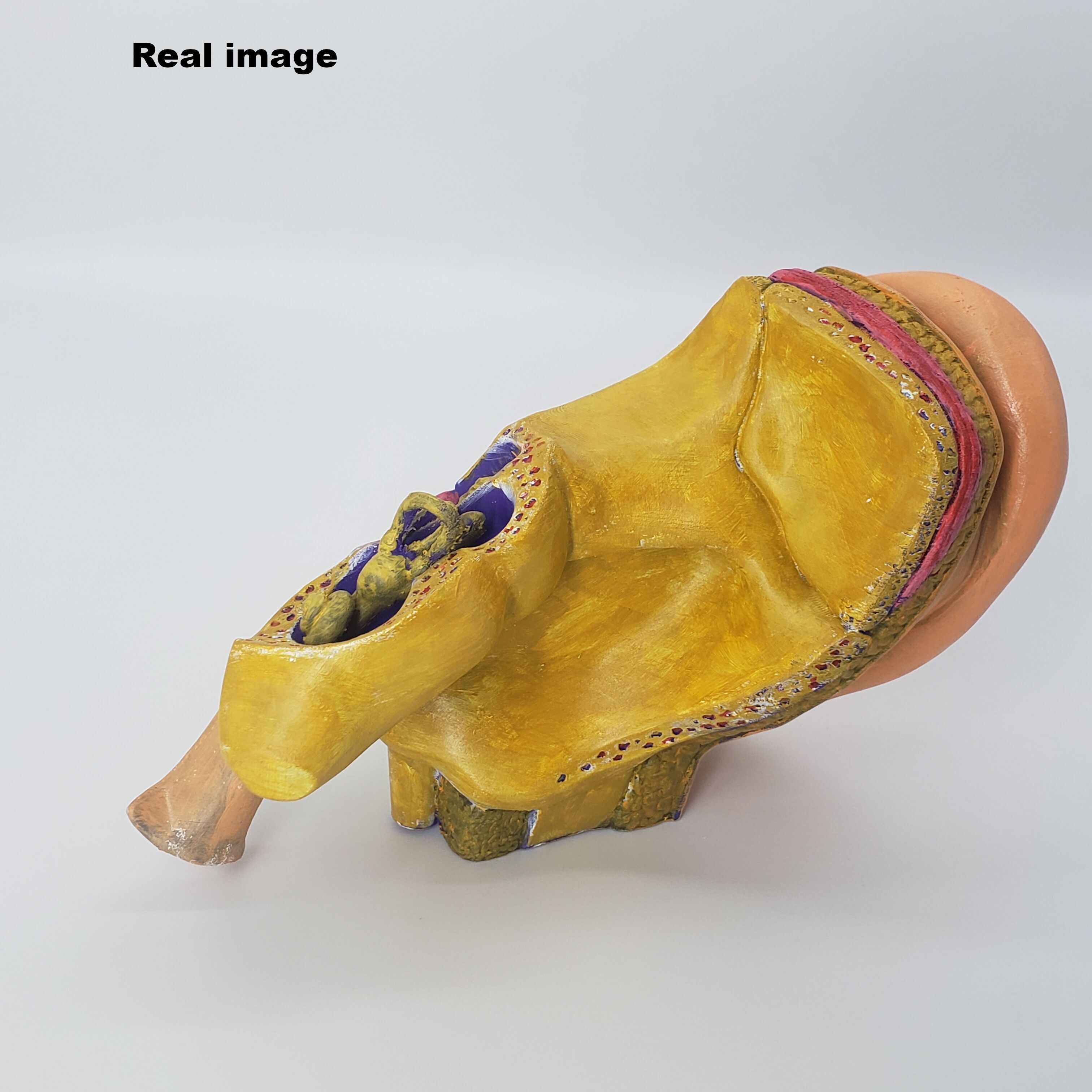 Anatomy of the Ear A Cross-Sectional 3D Print for Education 3D model 3D ...