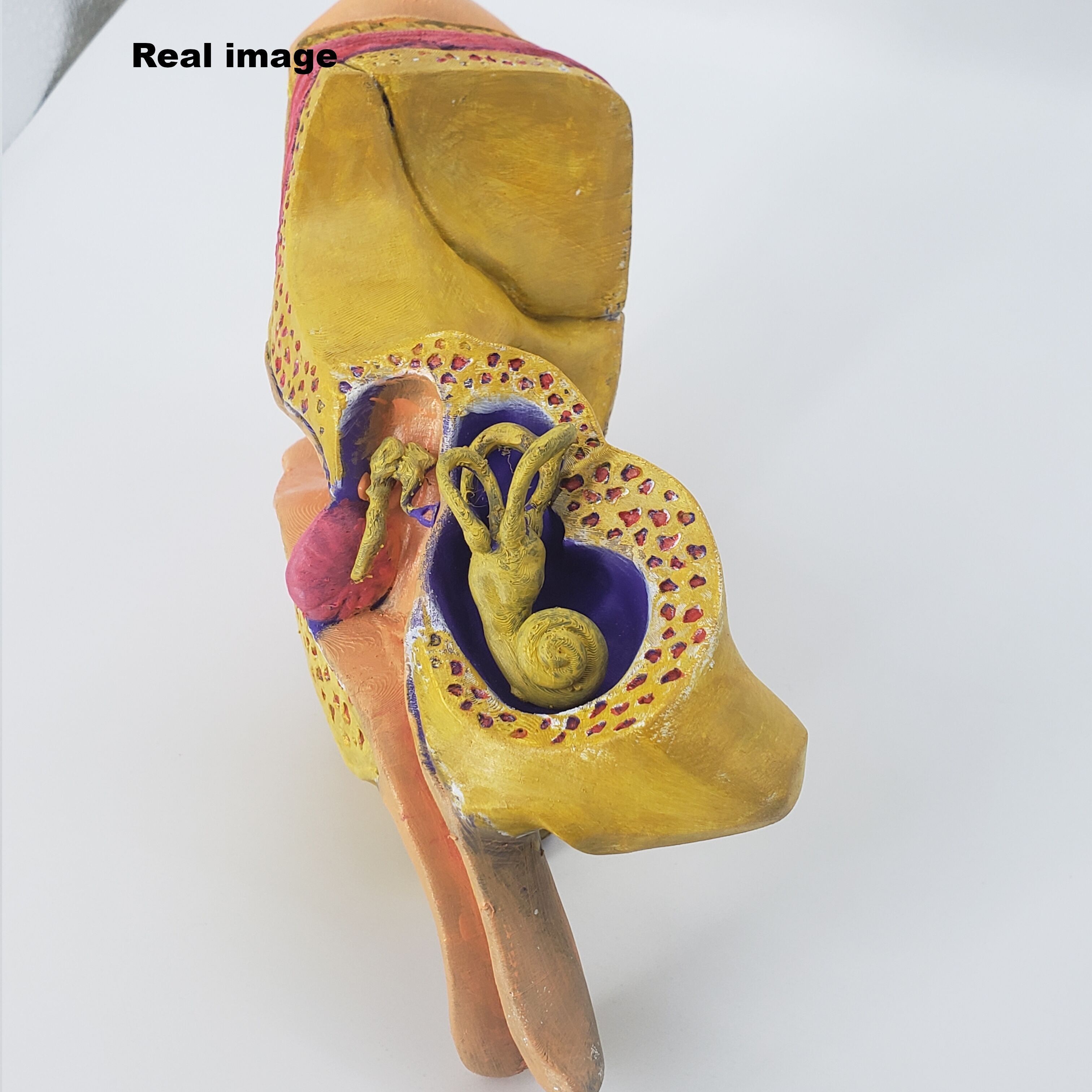 Anatomy of the Ear A Cross-Sectional 3D Print for Education 3D model 3D ...