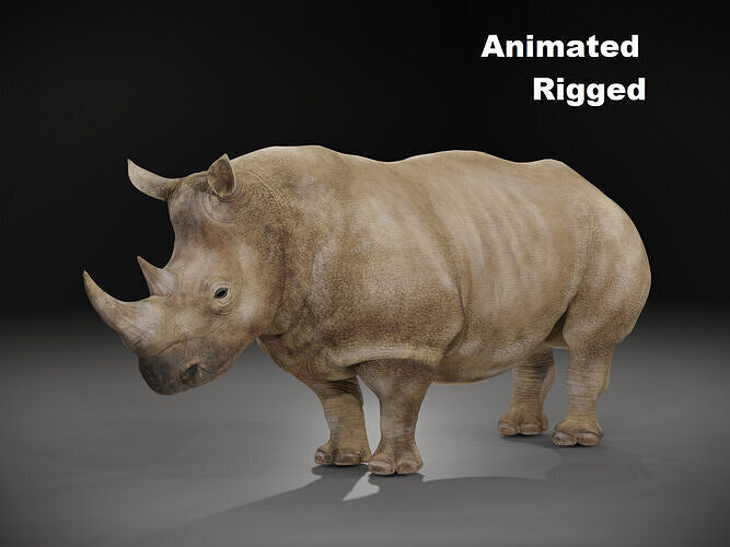 3D model Rhino rigged Animated Rhinoceros realistic 3D Model VR / AR / low-poly | CGTrader