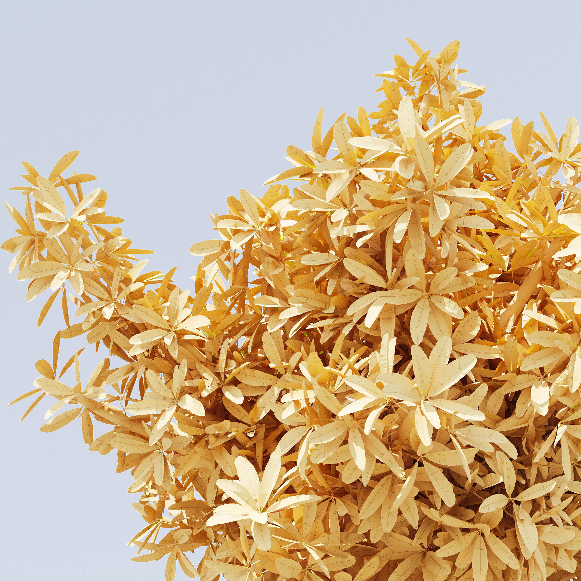 Pohon Pulai 3D Model - Alstonia scholaris - SKP MAX VRAY CORONA 3D ...