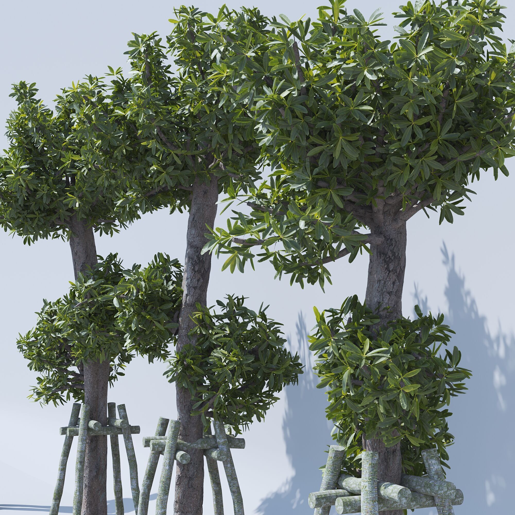 Pohon Pulai 3D Model - Alstonia scholaris - SKP MAX VRAY CORONA 3D ...