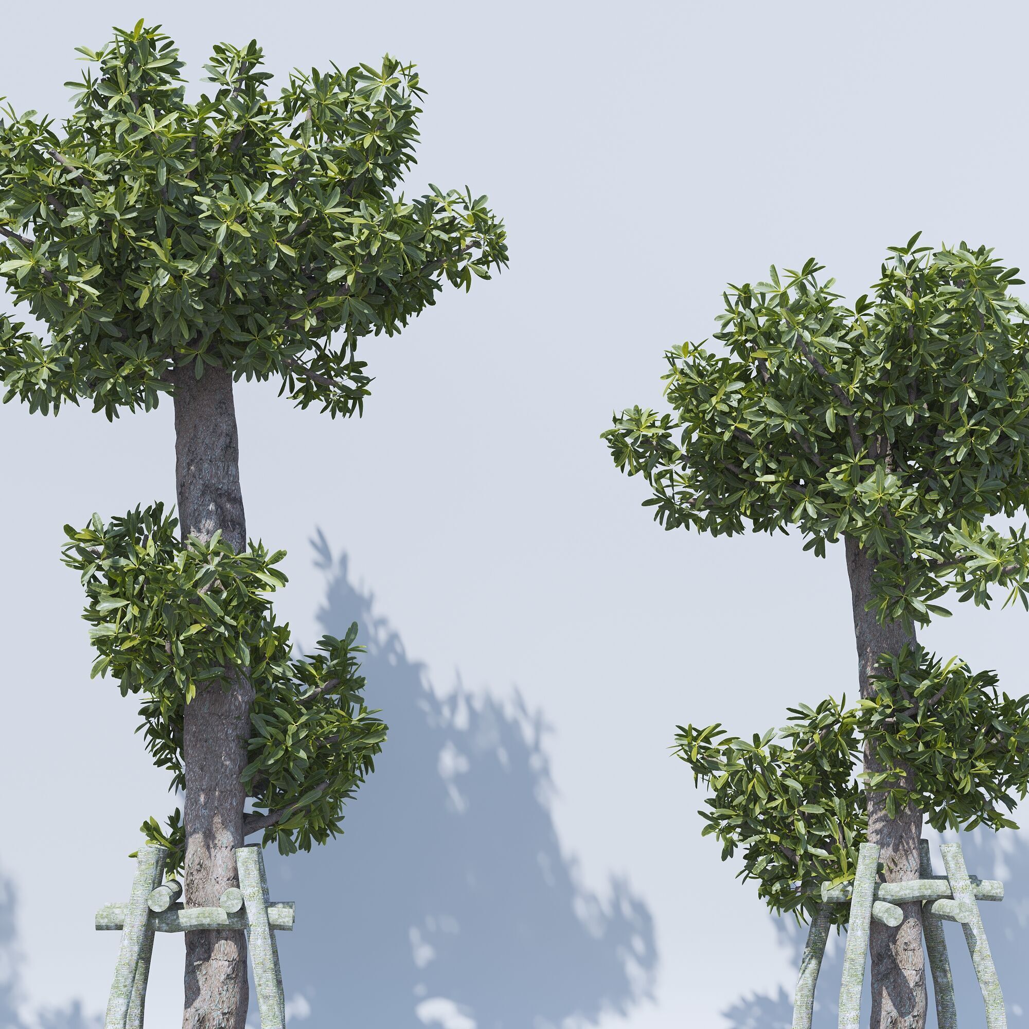 Pohon Pulai 3D Model - Alstonia scholaris - SKP MAX VRAY CORONA 3D ...