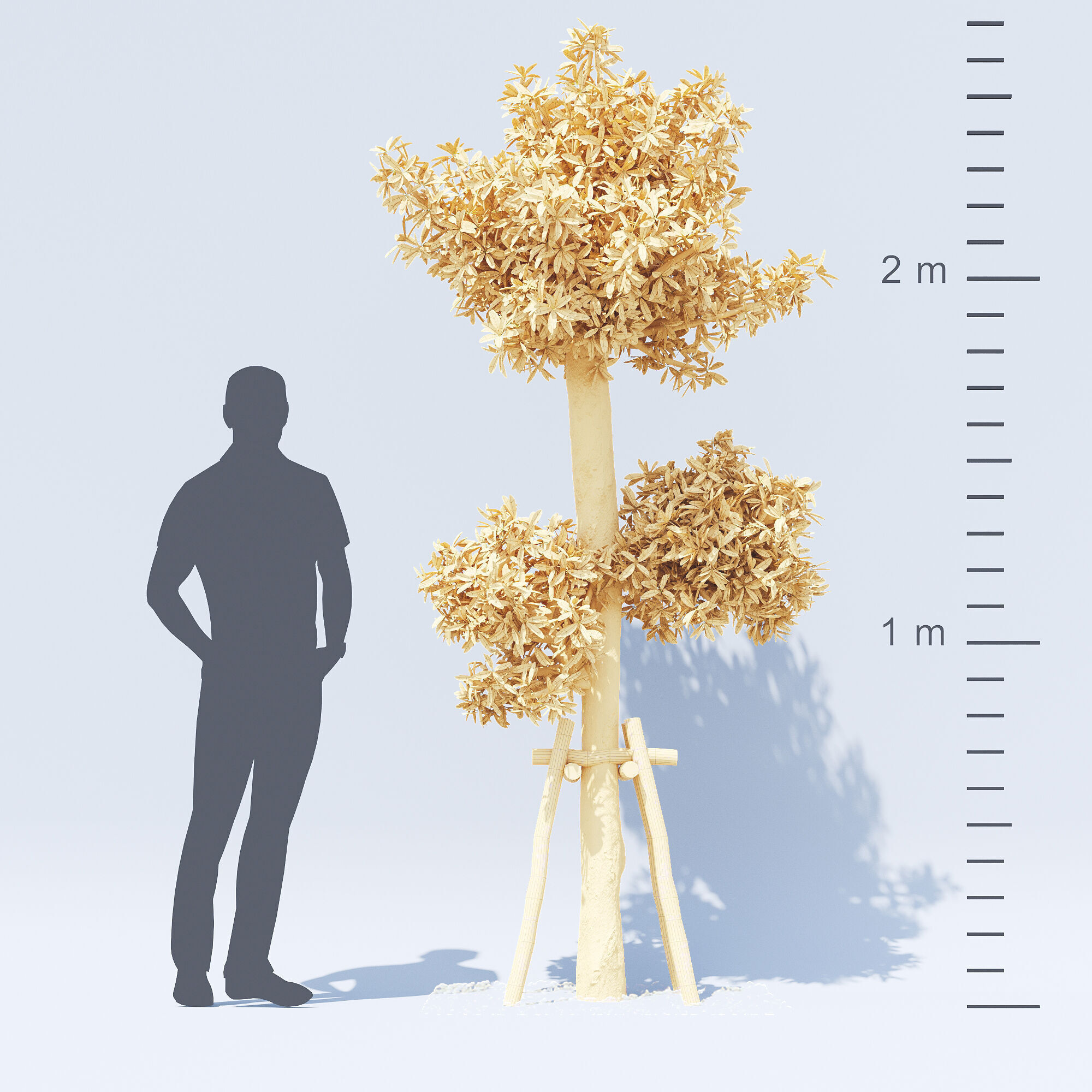 Pohon Pulai 3D Model - Alstonia scholaris - SKP MAX VRAY CORONA 3D ...