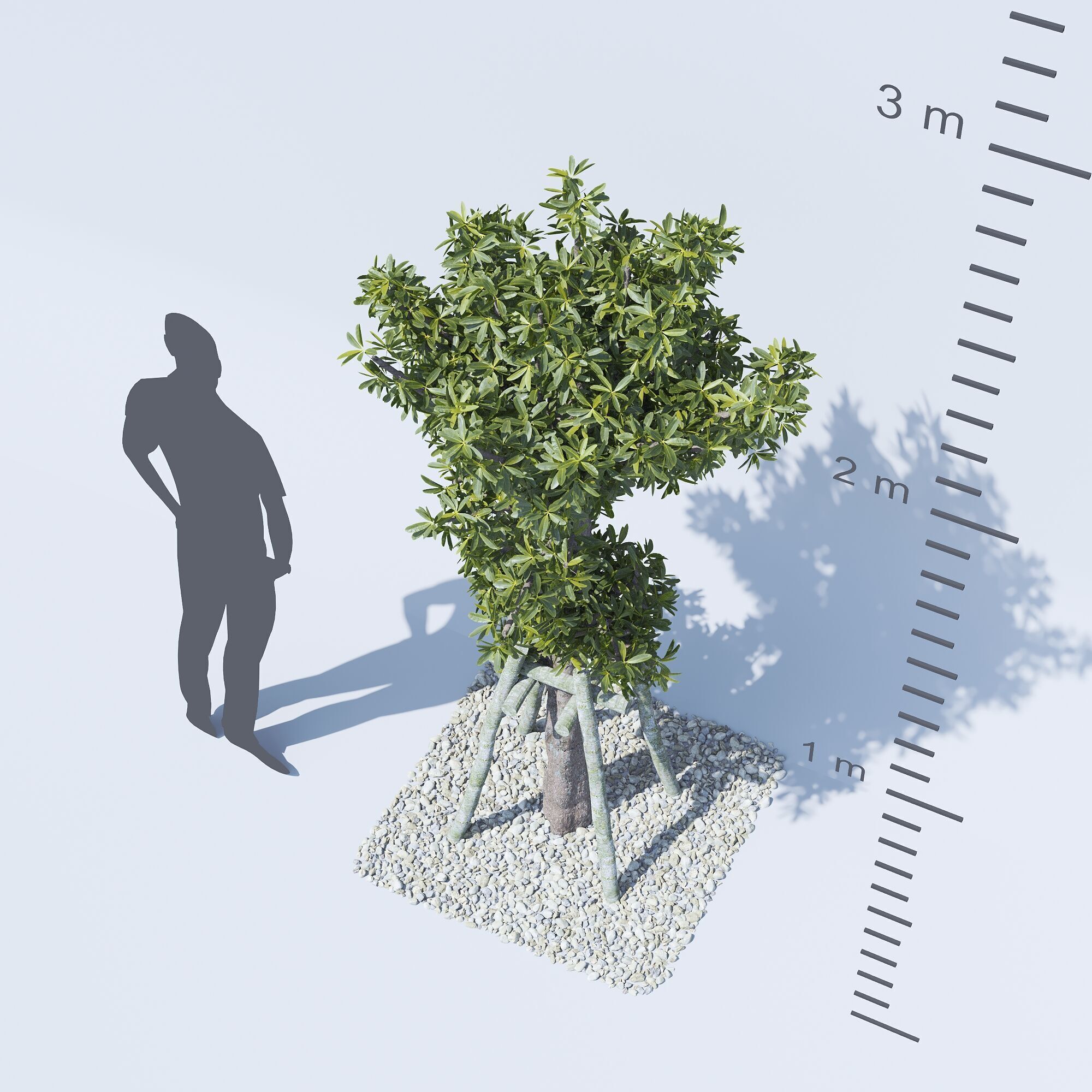Pohon Pulai 3D Model - Alstonia scholaris - SKP MAX VRAY CORONA 3D ...
