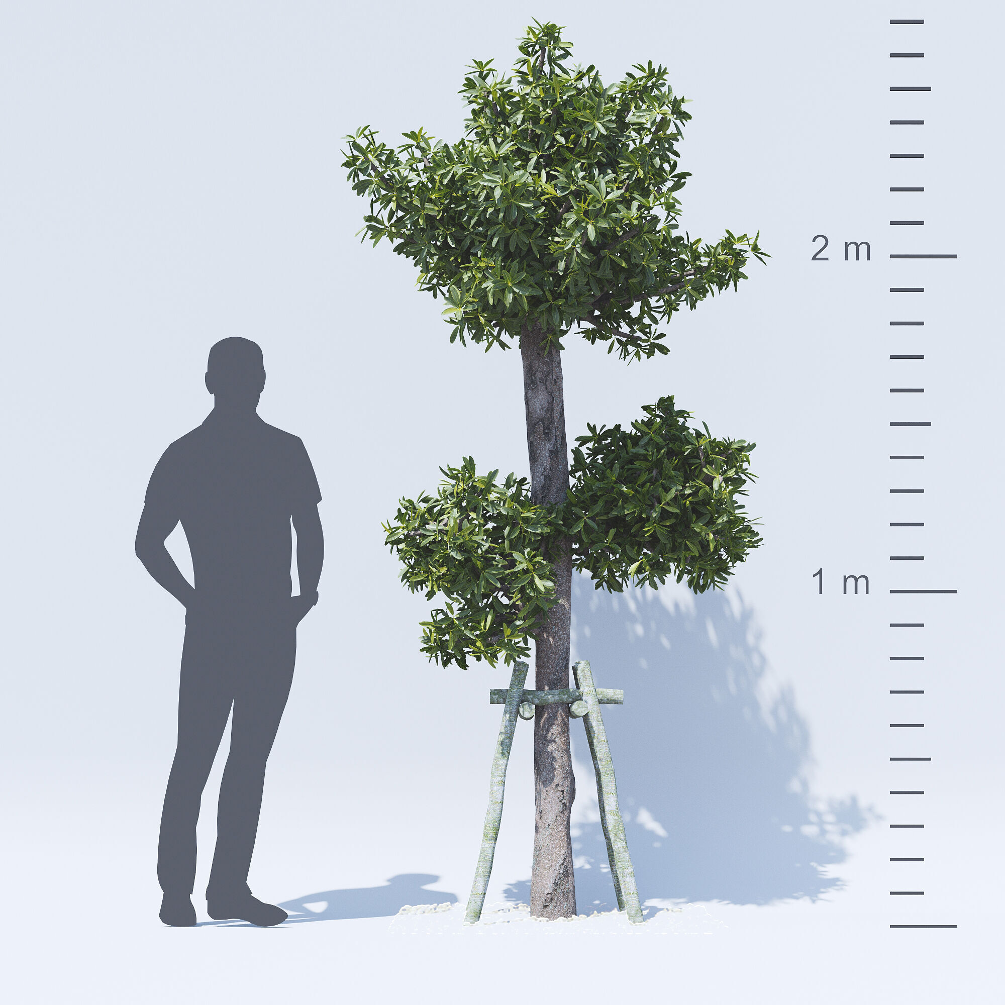 Pohon Pulai 3D Model - Alstonia scholaris - SKP MAX VRAY CORONA 3D ...