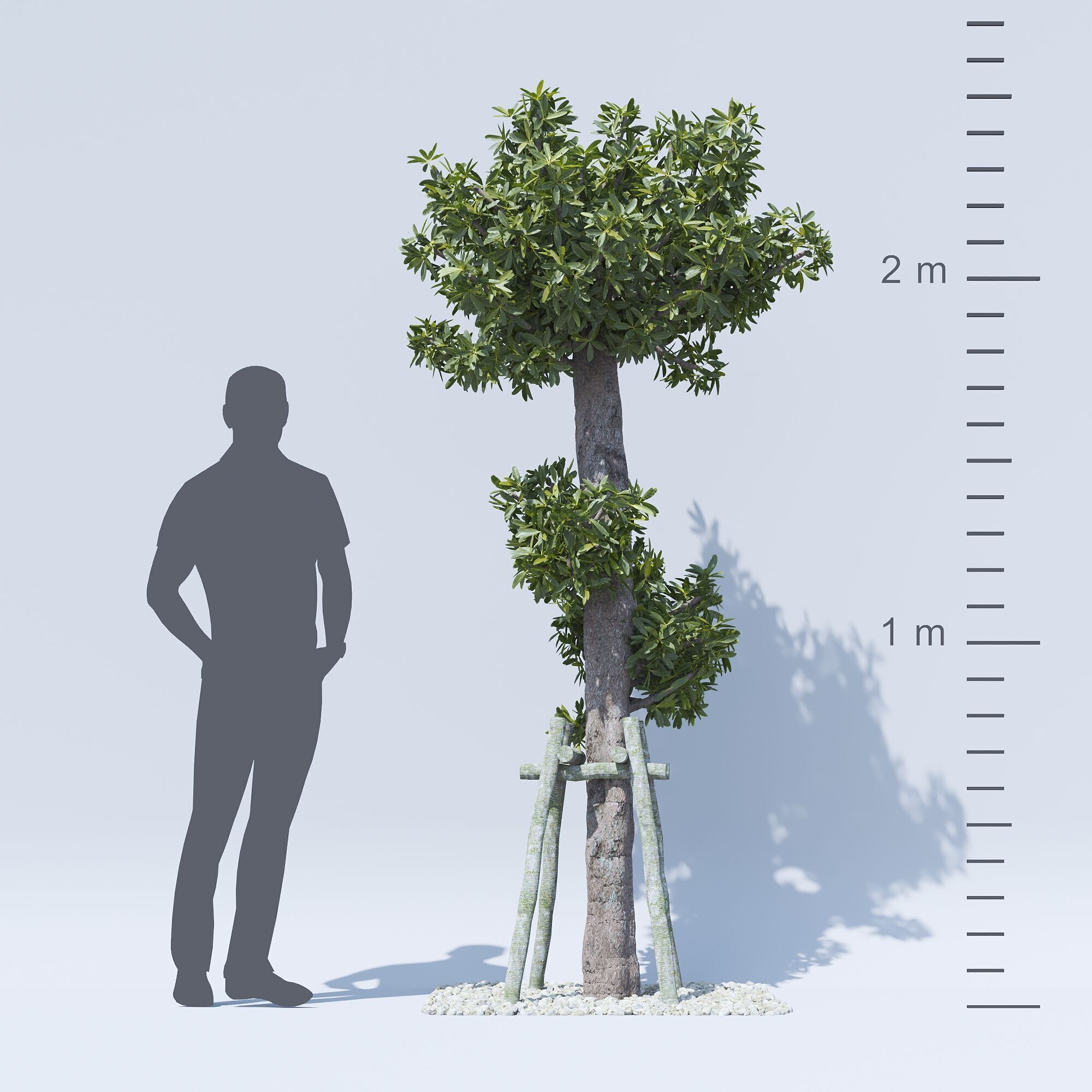 Pohon Pulai 3D Model - Alstonia scholaris - SKP MAX VRAY CORONA 3D ...