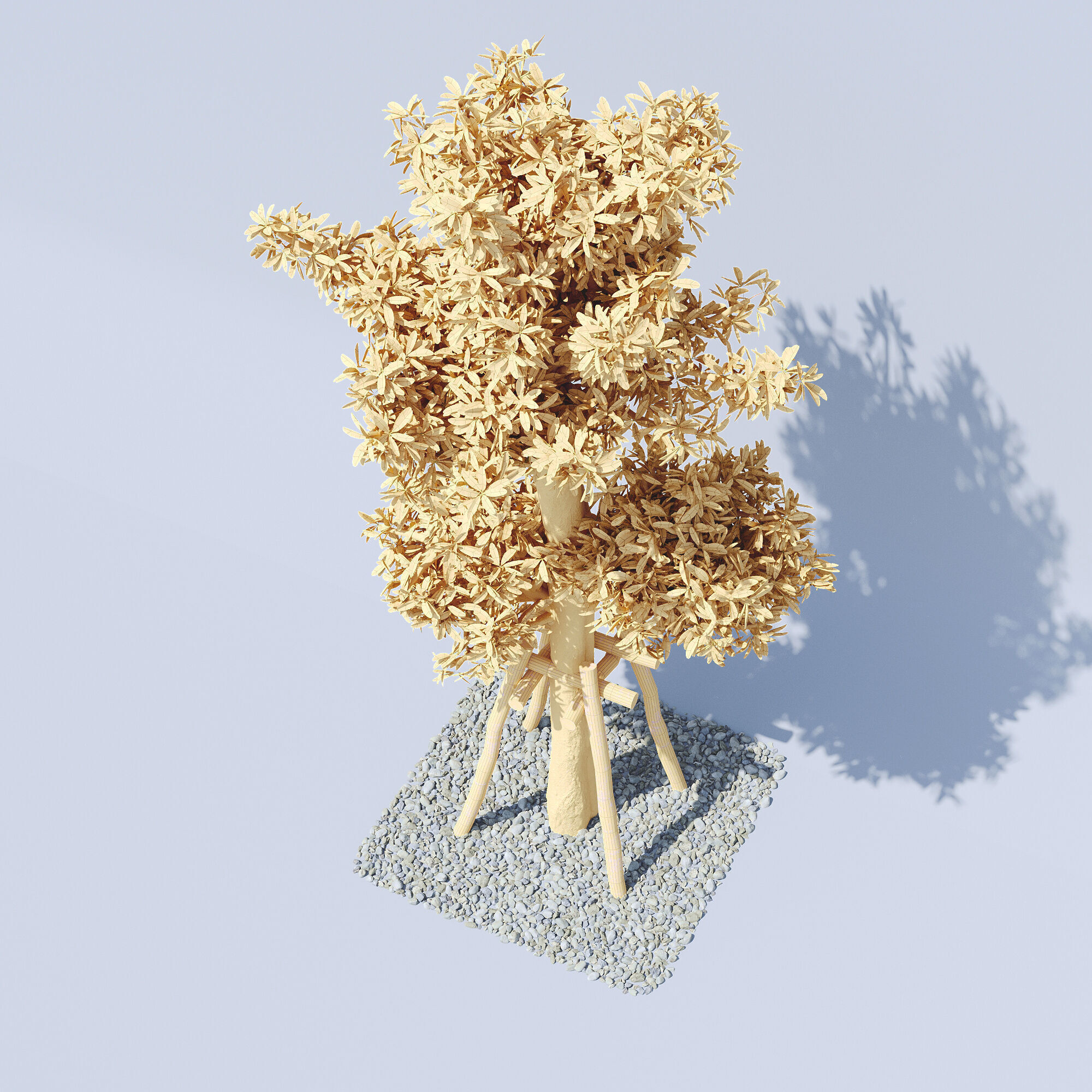 Pohon Pulai 3D Model - Alstonia scholaris - SKP MAX VRAY CORONA 3D ...