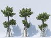 Pohon Pulai 3D Model - Alstonia scholaris - SKP MAX VRAY CORONA 3D ...