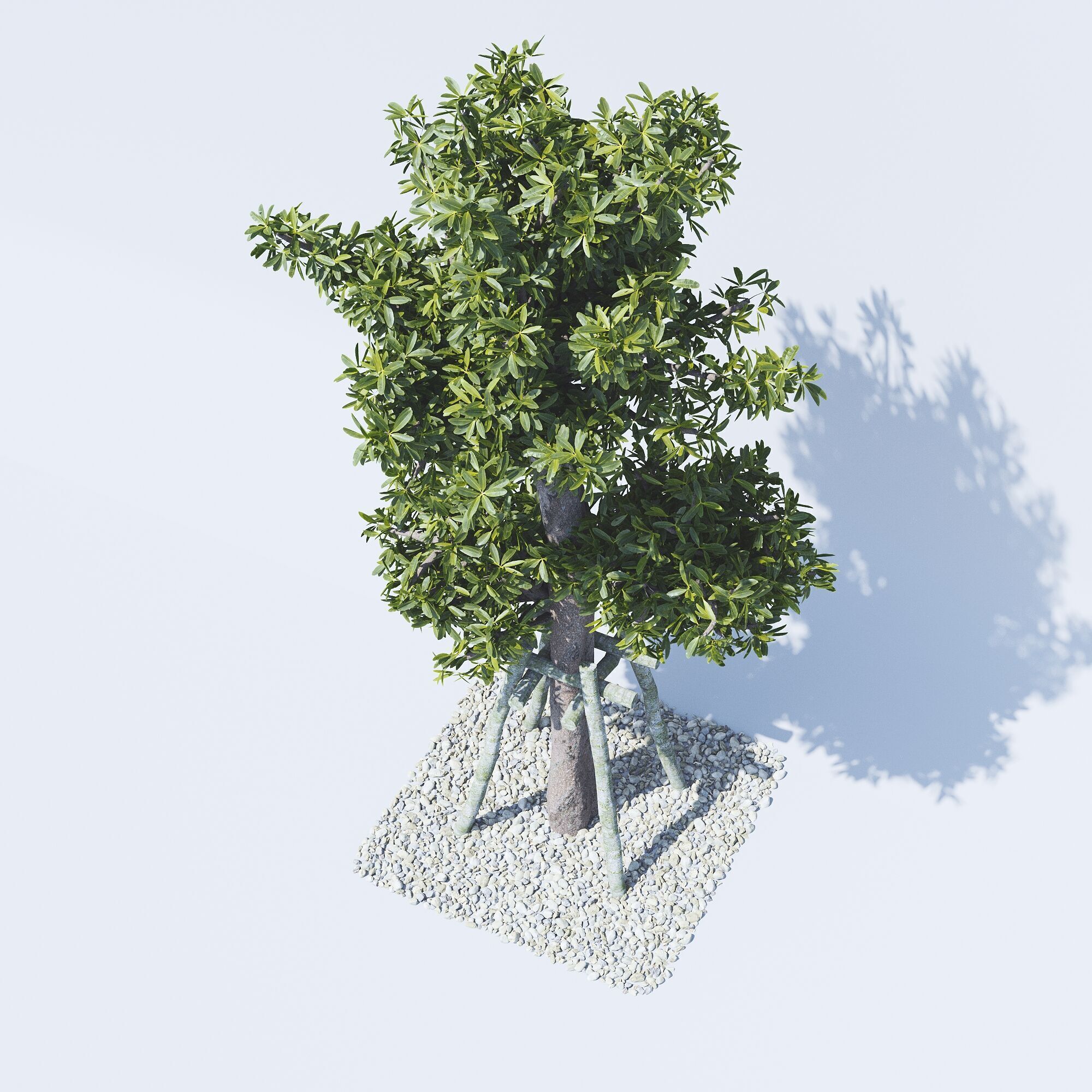 Pohon Pulai 3D Model - Alstonia scholaris - SKP MAX VRAY CORONA 3D ...