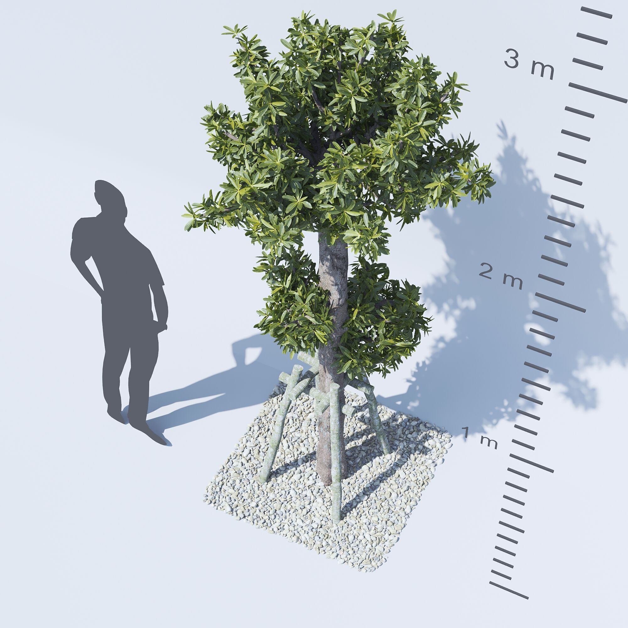 Pohon Pulai 3D Model - Alstonia scholaris - SKP MAX VRAY CORONA 3D ...