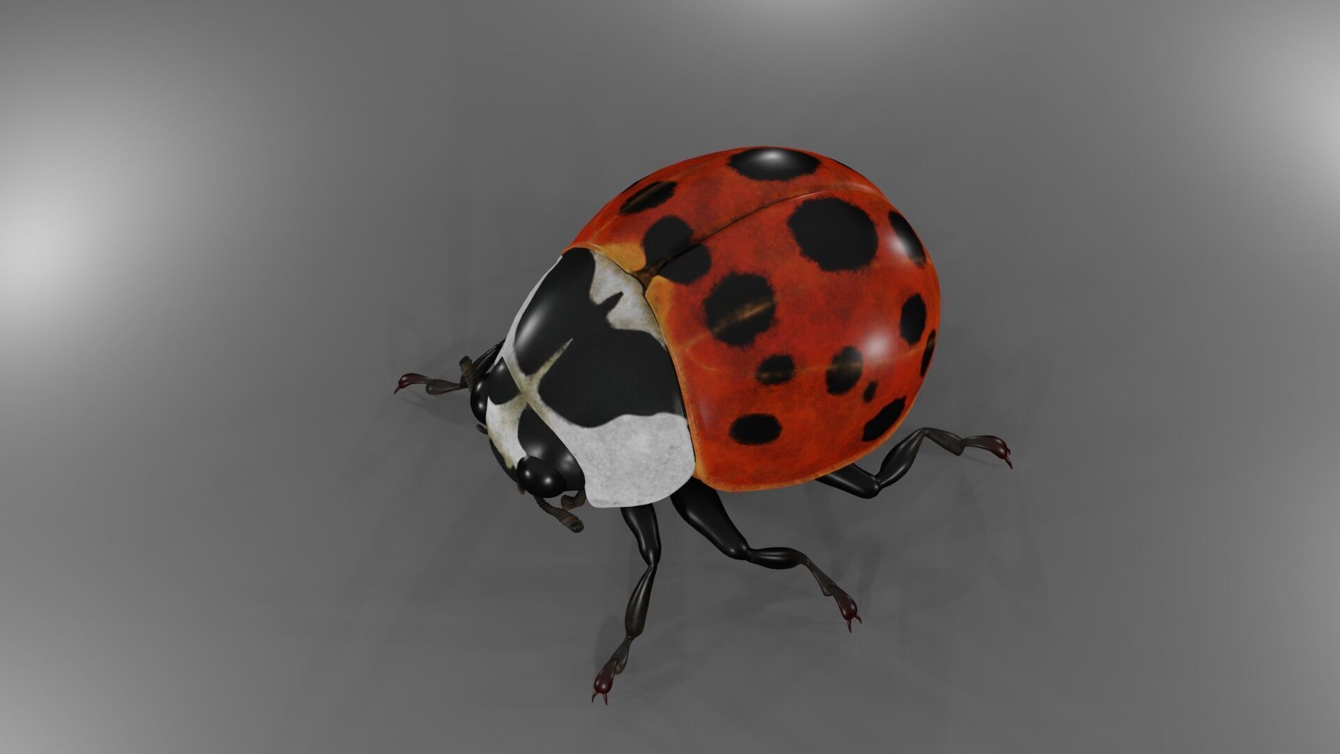 3D model Realistic Ladybird insect 3D Model VR / AR / low-poly | CGTrader