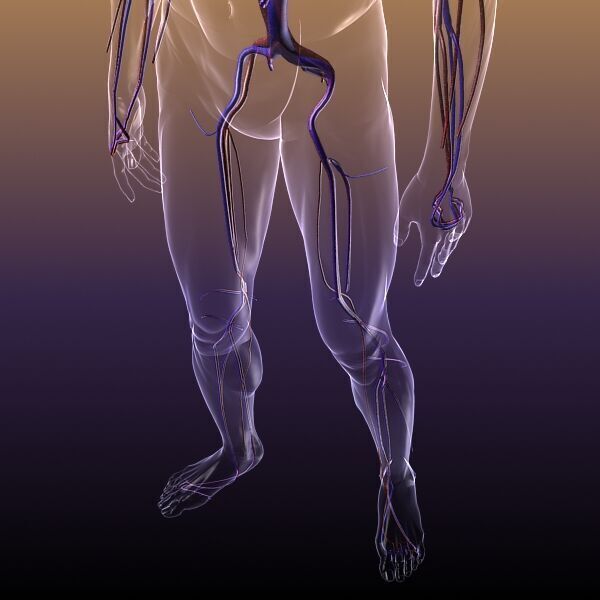 Circulatory System in a Human Body HD 3D model | CGTrader