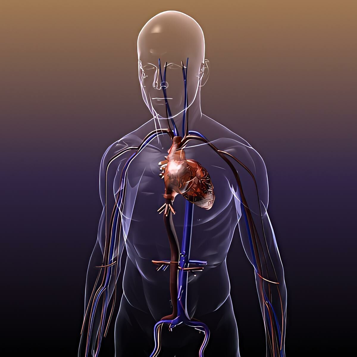 Circulatory System in a Human Body HD 3D model | CGTrader
