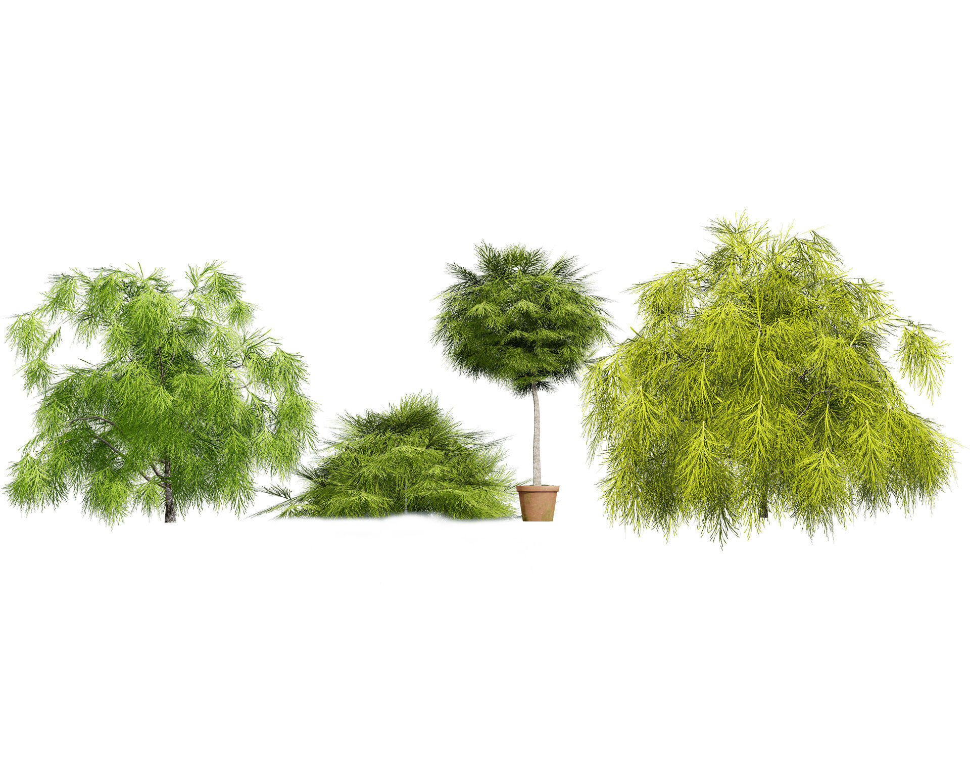 3D model Acacia Cognata Tree VR / AR / low-poly | CGTrader