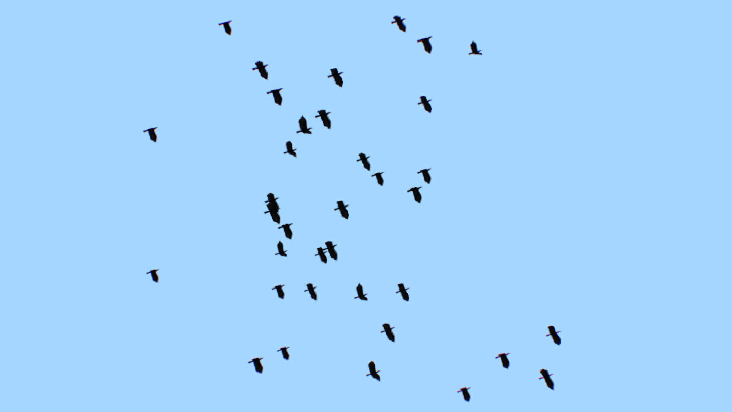 3D model Flock Birds Animated Swarm Raven Shoal Flapper Starling Rook ...