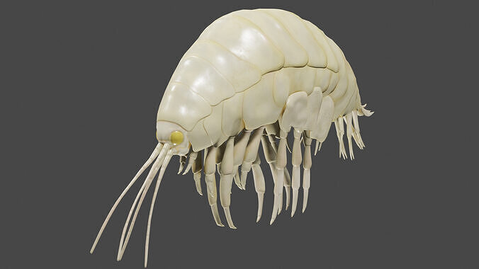 3D model Supergiant amphipod VR / AR / low-poly | CGTrader