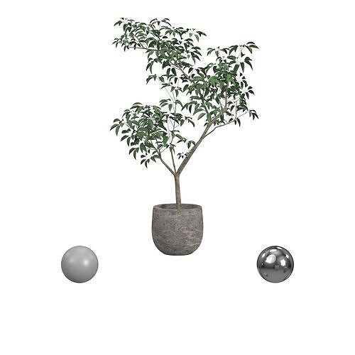 pot tree 3D model | CGTrader