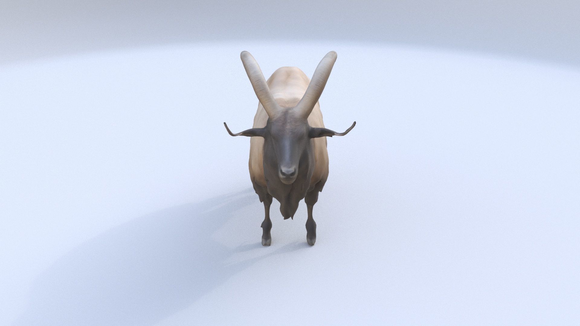 Takin 3D model | CGTrader