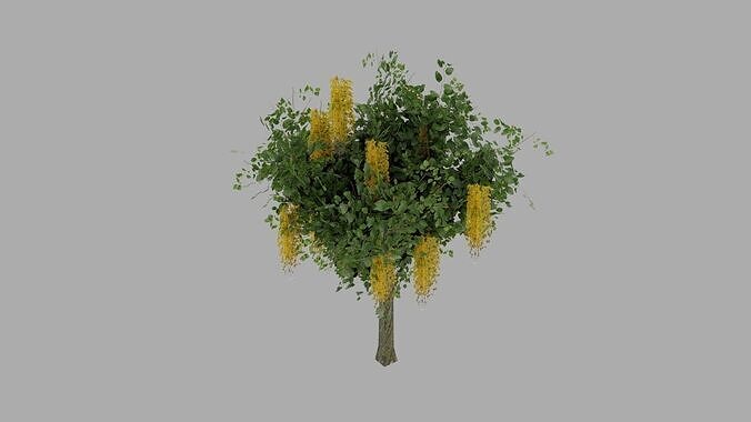 TREE Cassia fistulaCassia fistula 3D model | CGTrader