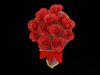3D model Red Flowers Bouquet VR / AR / low-poly | CGTrader