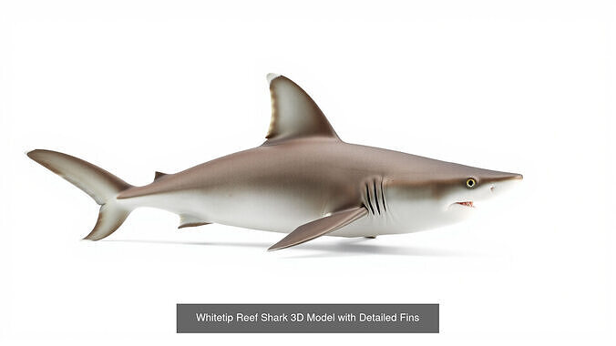 3D Model Collection Sharks and Ocean Predators Pack VR / AR / low-poly ...