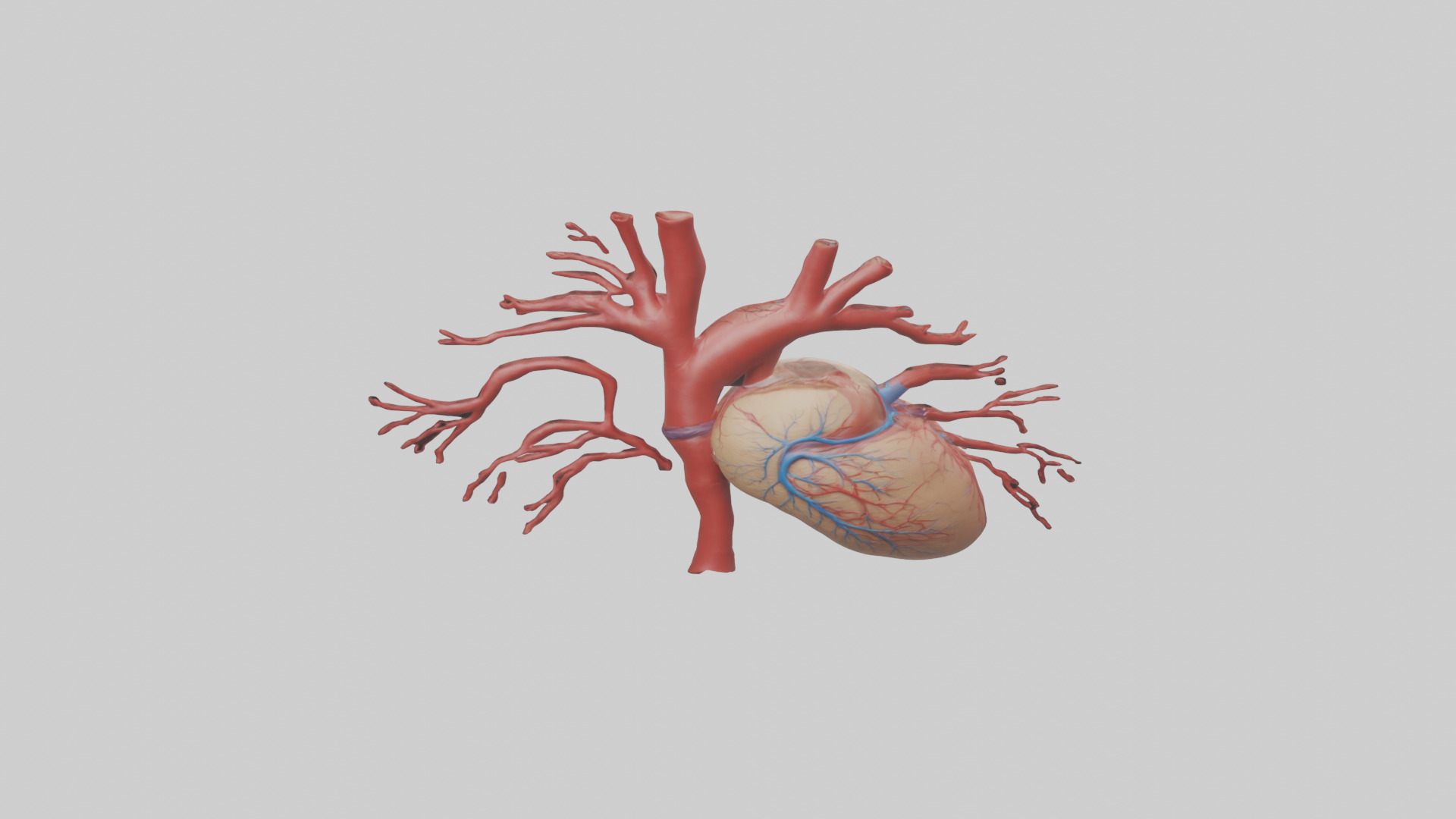 3D model Human Coronary Arteries Model VR / AR / low-poly | CGTrader