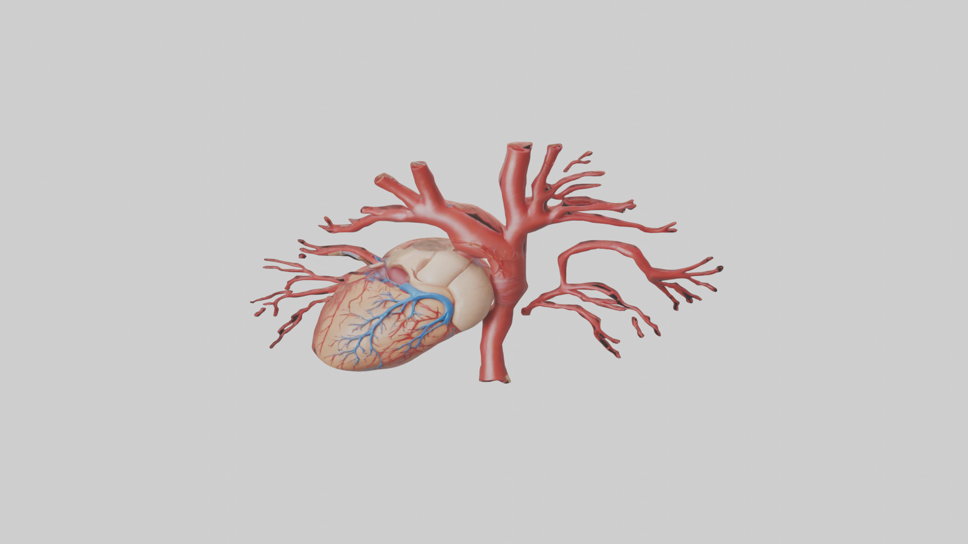 3D model Human Coronary Arteries Model VR / AR / low-poly | CGTrader
