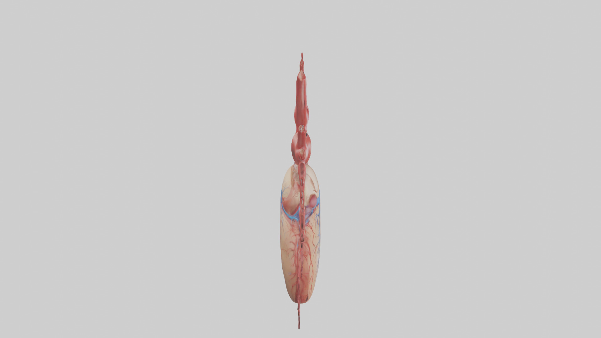 3D model Human Coronary Arteries Model VR / AR / low-poly | CGTrader