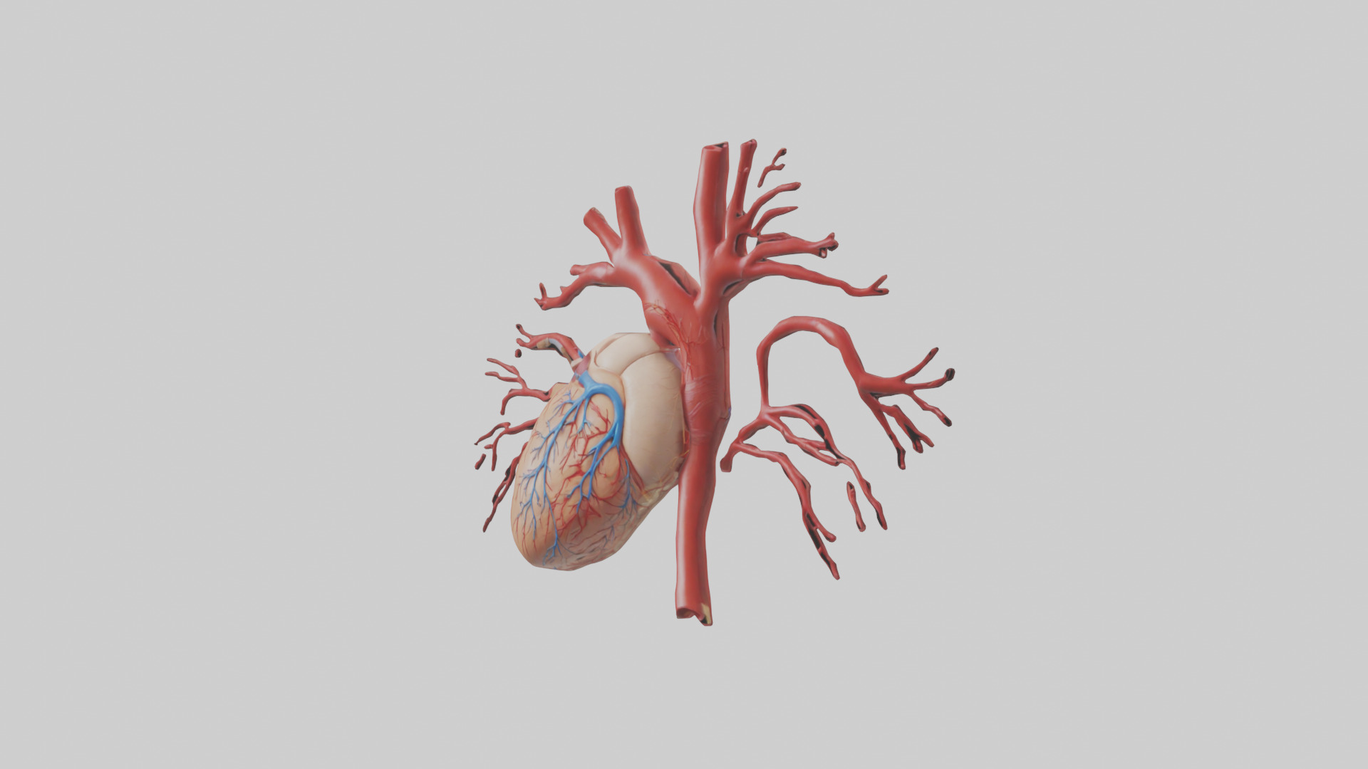 3D model Human Coronary Arteries Model VR / AR / low-poly | CGTrader