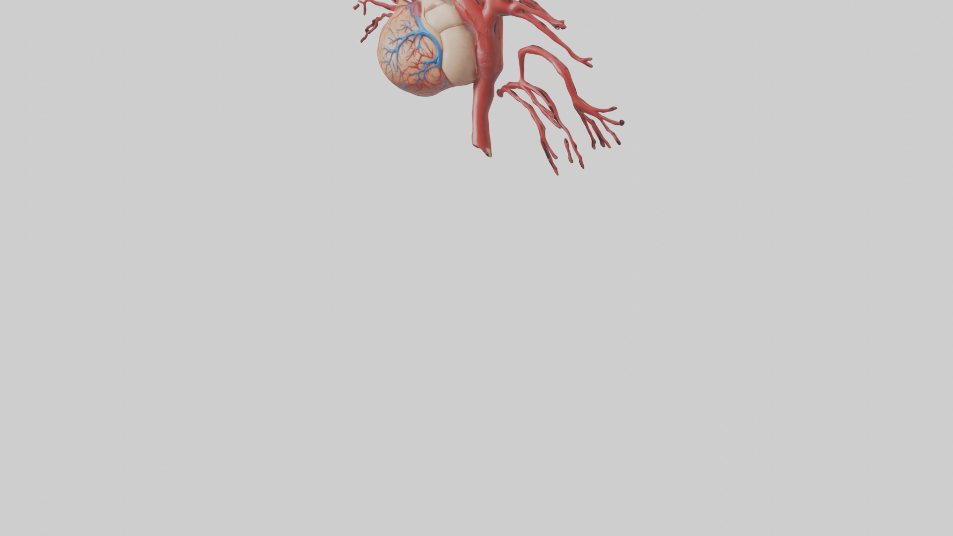 3D model Human Coronary Arteries Model VR / AR / low-poly | CGTrader