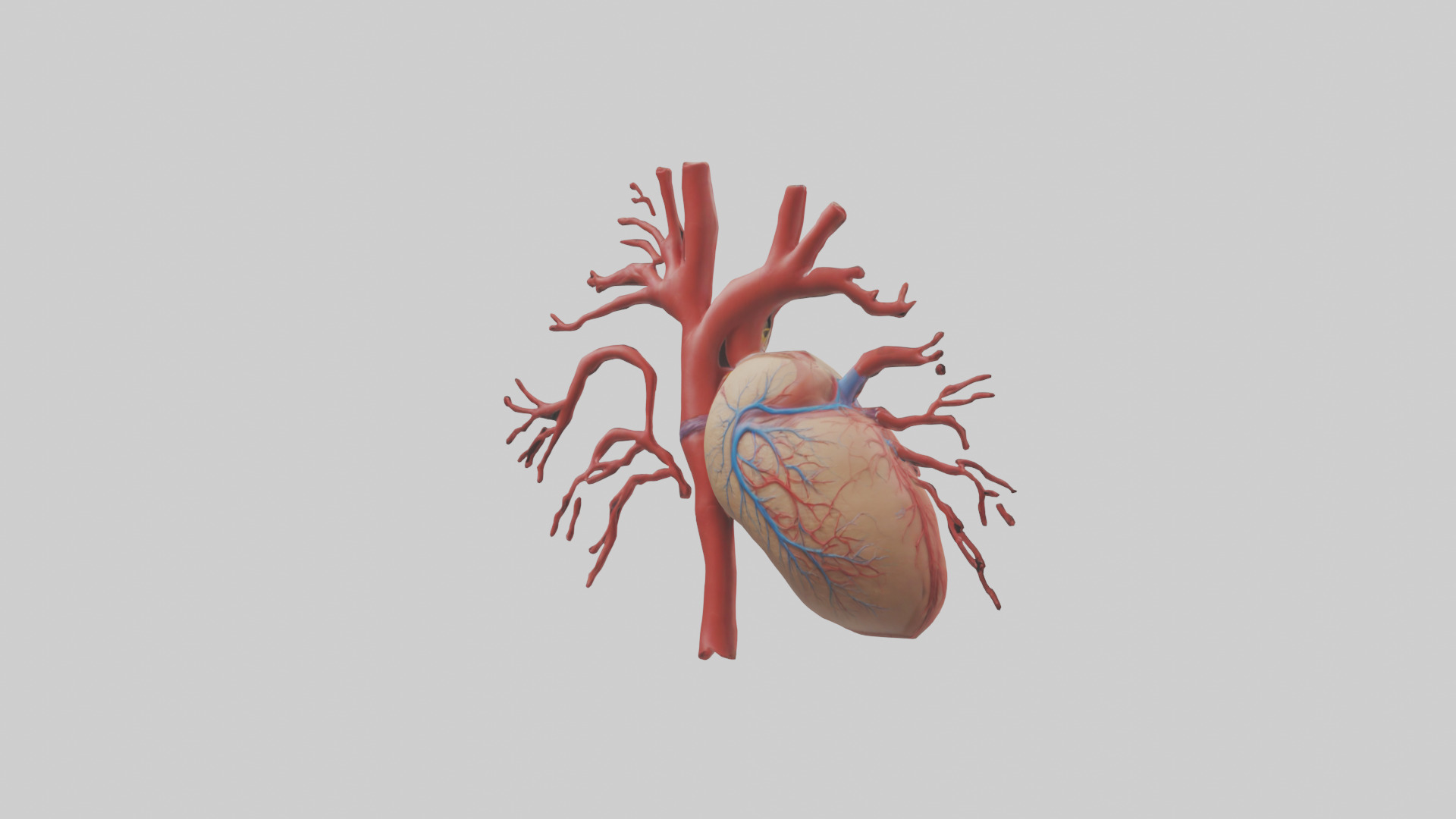 3D model Human Coronary Arteries Model VR / AR / low-poly | CGTrader