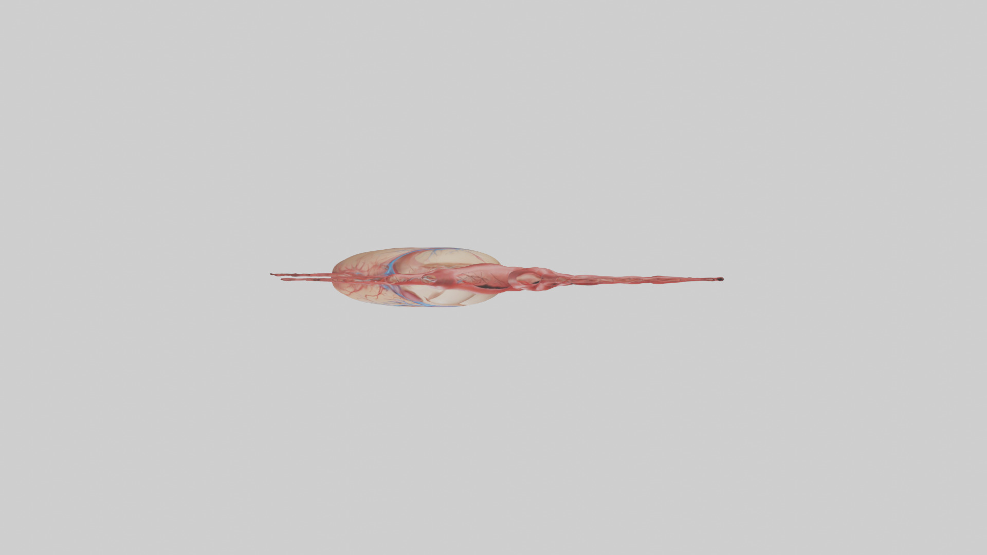 3D model Human Coronary Arteries Model VR / AR / low-poly | CGTrader