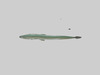 Electric Eel swimming model 3D model | CGTrader